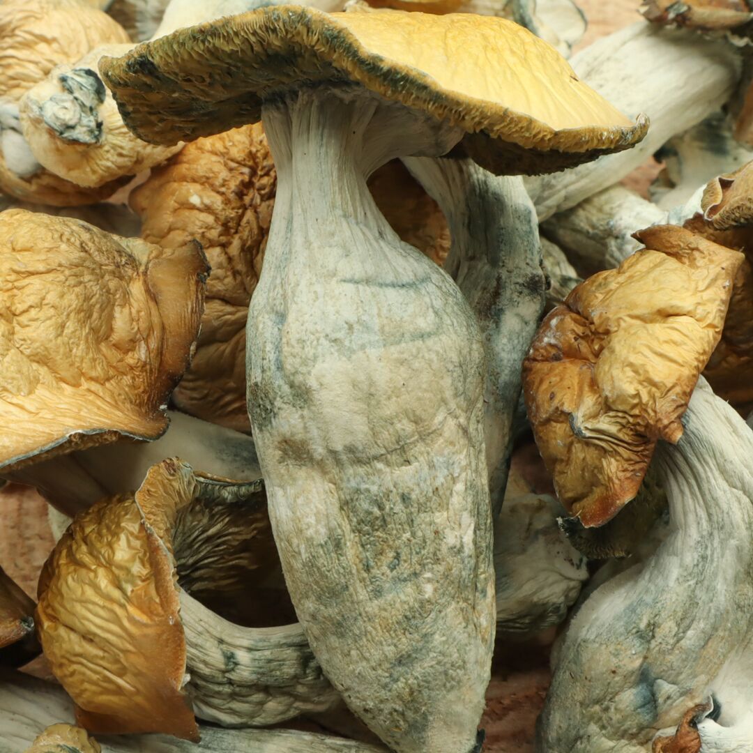 Thrasher Mushroom Strain - Buy Thrasher Magic Mushroom Online